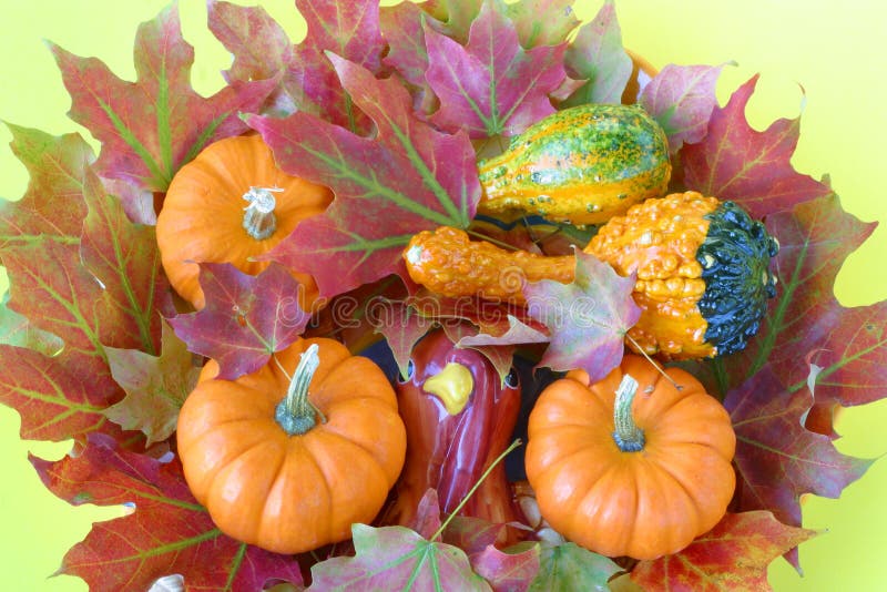 Autumn Maple Leaves & Gourds. Picture Image: 3807389