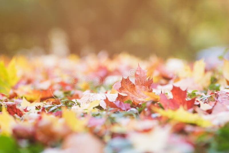 Autumn Maple Leaves on Green Hedge Stock Image - Image of nature, light ...