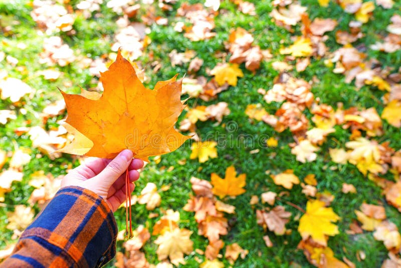Autumn Maple Leaves in Hand Stock Photo - Image of garden, hand: 259648346