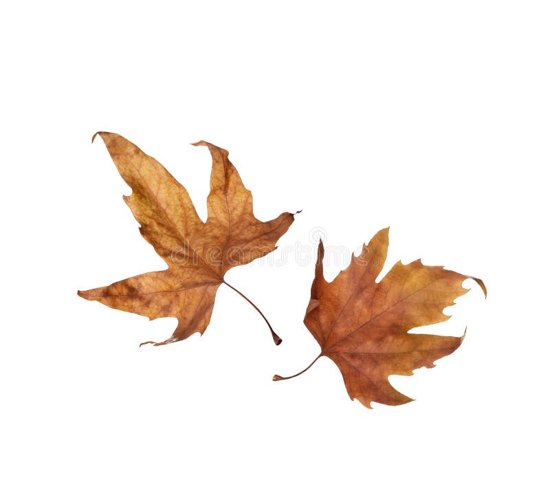 Autumn Maple Leaves Isolated on White Background Stock Image - Image of ...