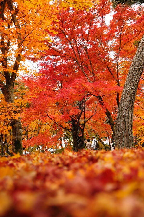 Autumn Maple Leaves in Japan Editorial Photo - Image of japan, maple ...