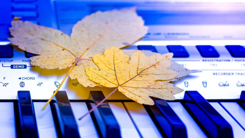 Autumn Maple Leaves on the Keys of the Piano. Autumn Melody_ Stock ...