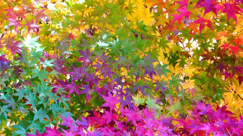 Autumn Maple Leaves in a Morning Stock Footage - Video of colourful ...