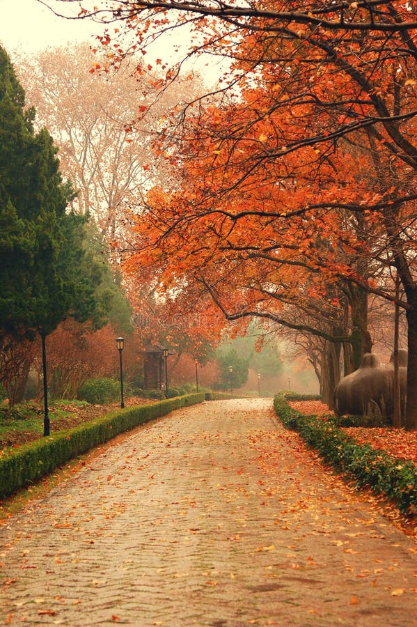 Autumn Maple Leaves in NanJing China Stock Photo - Image of autumn ...