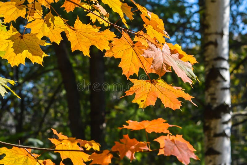 Autumn maple leaves stock image. Image of foliage, october - 202279961