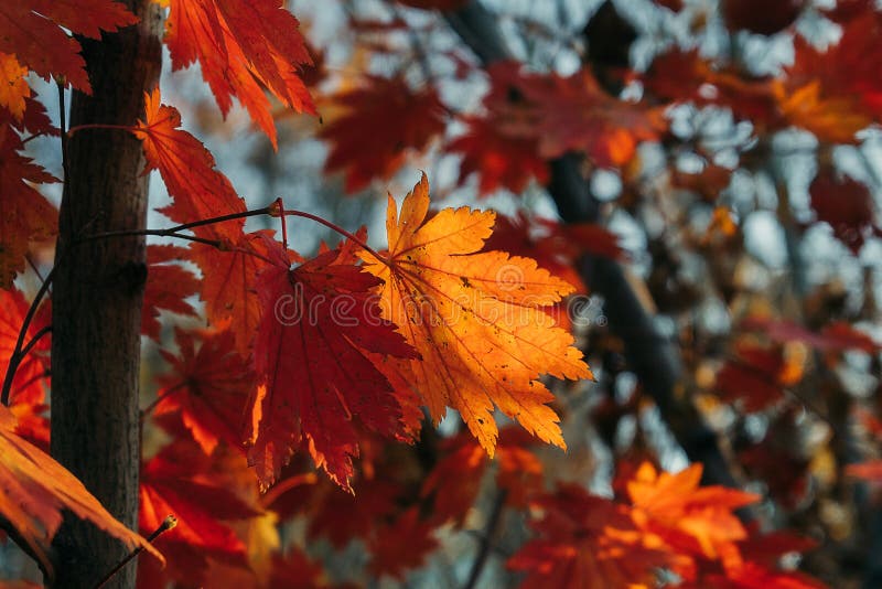 Autumn Maple Leaves of Orange Color on a Tree Branch Stock Photo ...