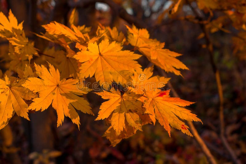 Autumn Maple Leaves of Orange Color on a Tree Branch Stock Image ...
