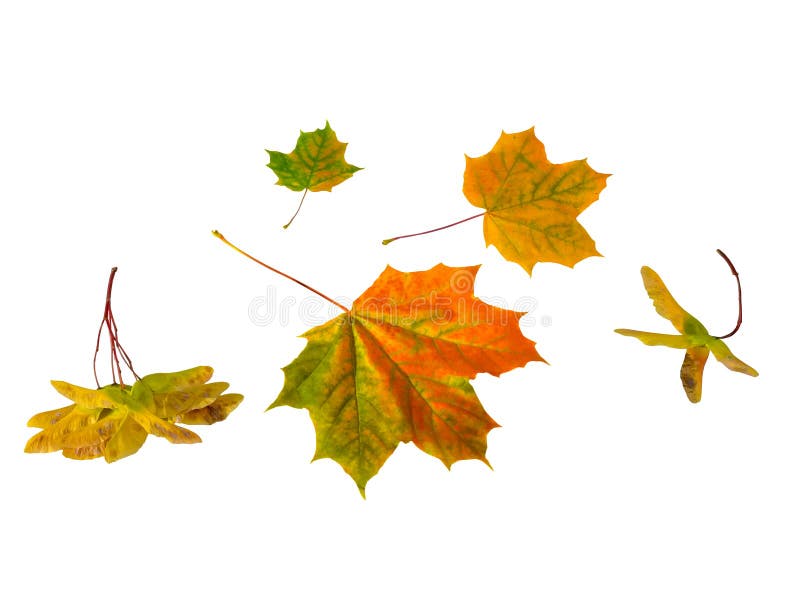Autumn Maple Leaves and Maple Seeds Stock Illustration - Illustration ...