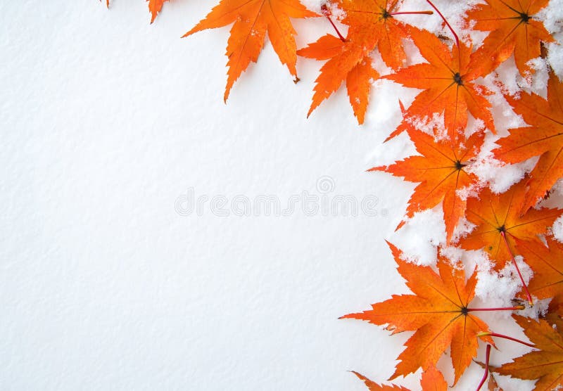 Autumn Maple Leaves on Snow Winter Background High Quality Image Stock ...