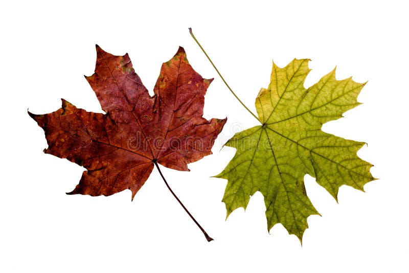 Autumn Maple Leaves stock photo. Image of vibrant, green - 45479844