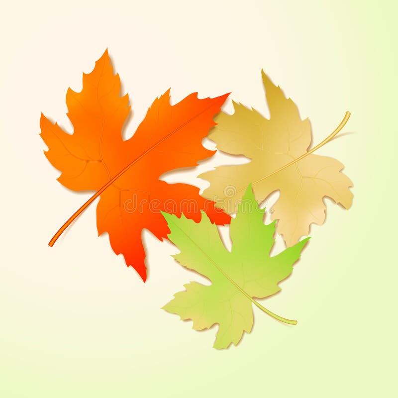 Autumn maple leaf stock vector. Illustration of chlorophyll - 7838579
