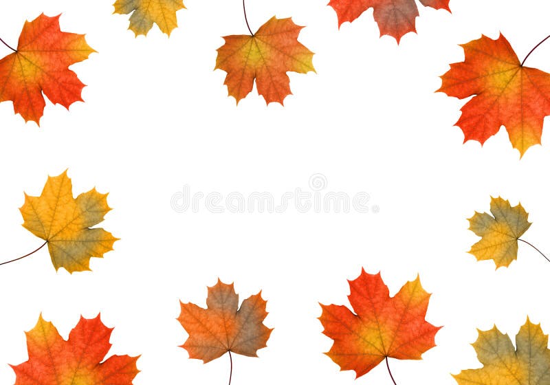 Autumn Maple Leaves on a White Background. Stock Image - Image of ...