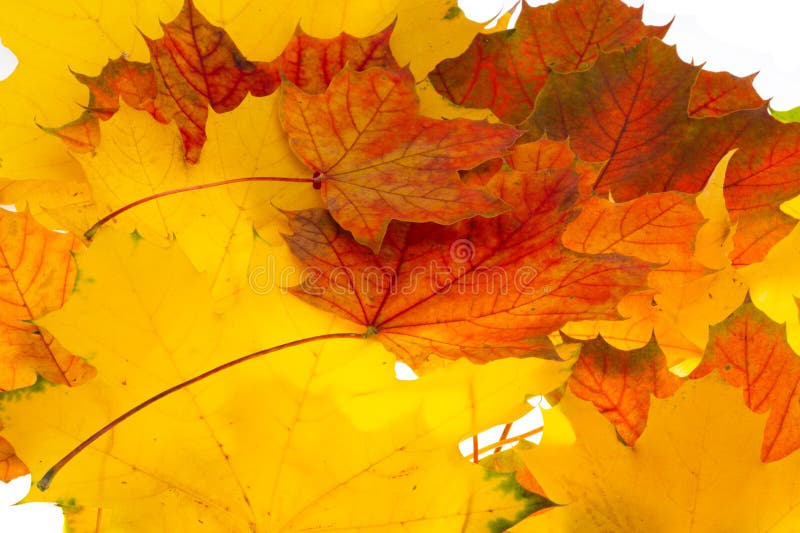 Autumn maple leaves stock image. Image of foliage, frame - 258940259