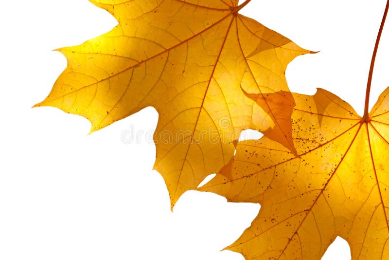Autumn Maple Leaves on White Background Stock Image - Image of autumn ...