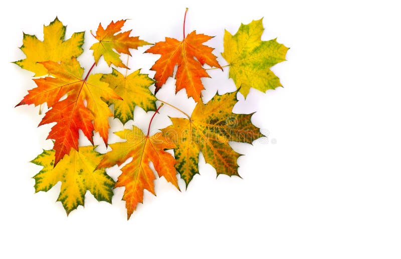 Autumn Maple Leaves on White Background with Space for Text. Top View ...