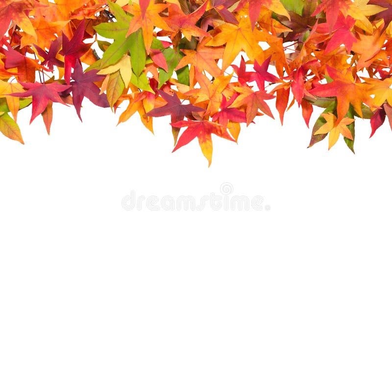 Autumn Maple Leaves White Background Square Image Stock Photo - Image ...