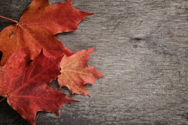 Autumn Maple Leaves on Wood Surface Stock Photo - Image of view, autumn ...