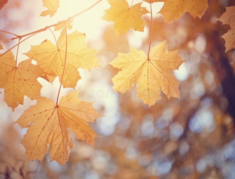 Autumn Maple Leaves of Yellow Color Stock Image - Image of bush ...