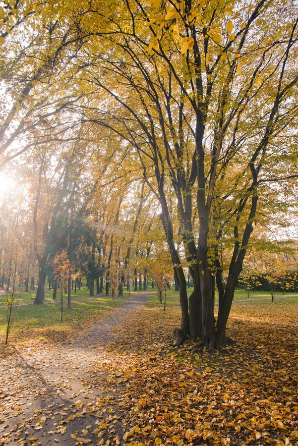 Yellow Autumn Leaves on a Tree Stock Photo - Image of pattern, leaf ...