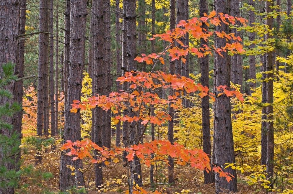 Autumn Maple in Pines stock photo. Image of woodland, patttern - 3904662