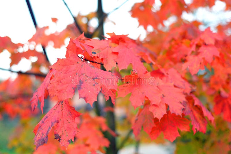 Autumn maple red leaves. stock photo. Image of colour - 92490252