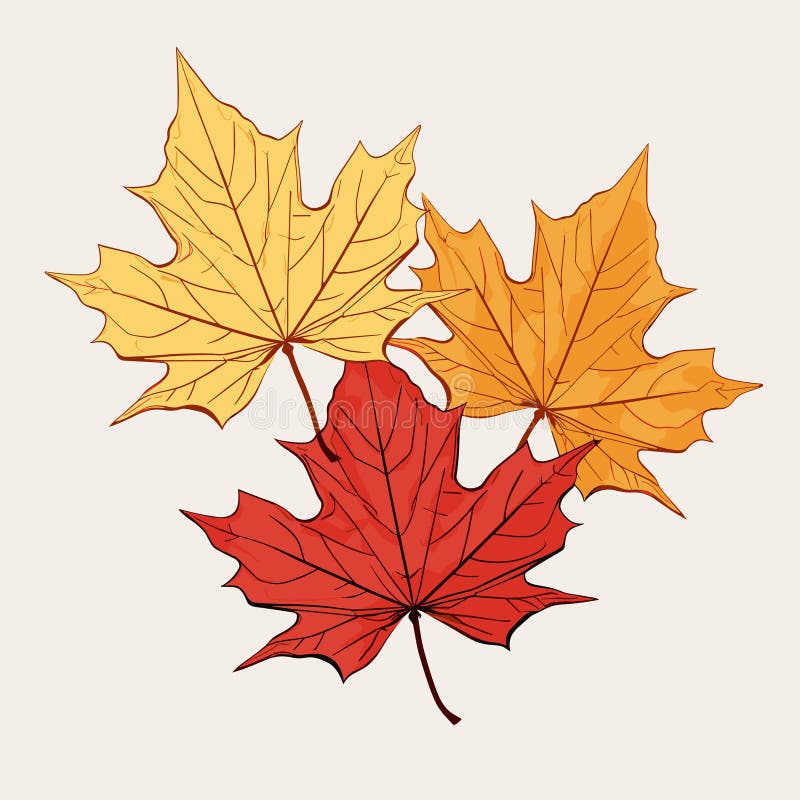 Autumn Maple Red and Yellow Leaves Isolated, Vector Illustration Stock ...
