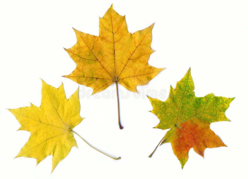 Autumn maple leaves stock image. Image of captivating - 1341293