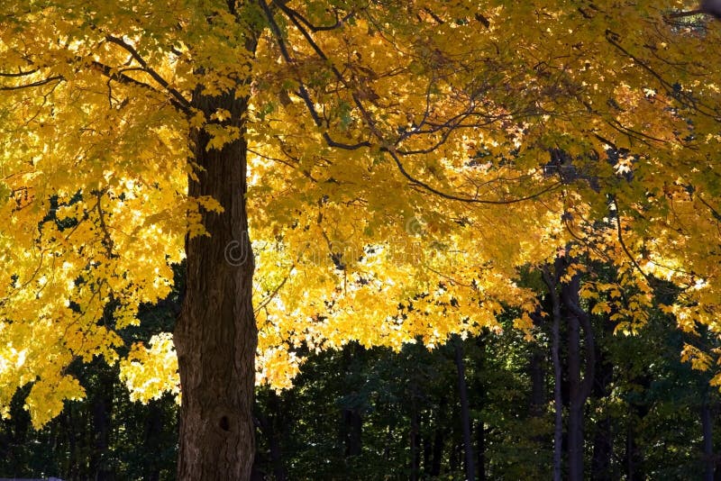 Autumn Maple Tree stock photo. Image of nature, leaf - 12393420