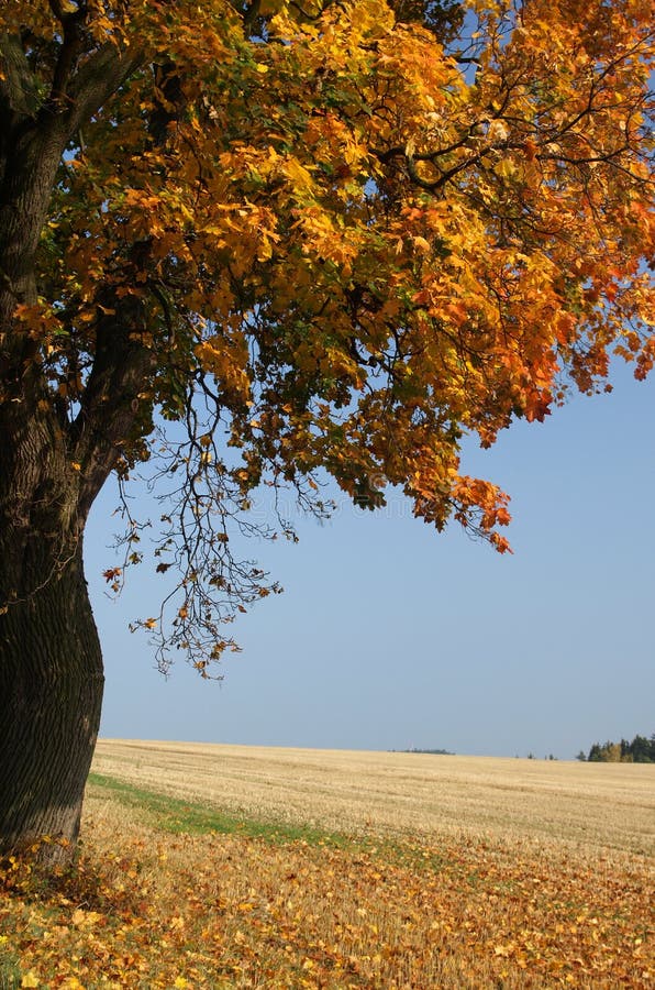 Autumn maple tree stock photo. Image of field, outdoor - 12953258