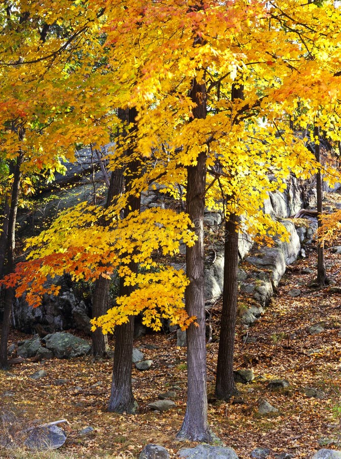 Autumn in New England stock image. Image of october, november - 16411585