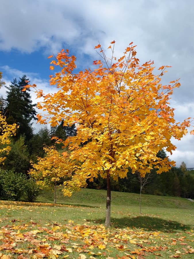 Autumn maple tree stock image. Image of scenic, single - 3330921