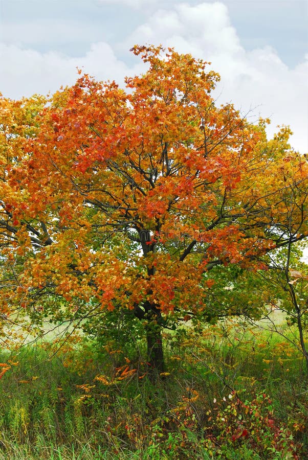 Old oak tree in the fall 1 stock photo. Image of nature - 339148
