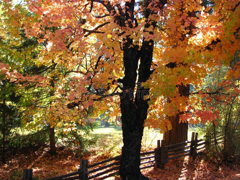 Autumn Maple Tree 1 Picture. Image: 86179569