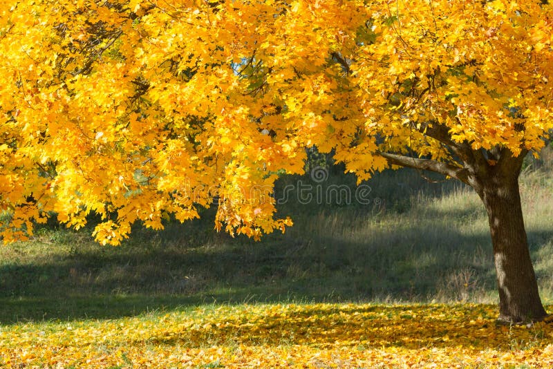 Autumn maple tree stock photo. Image of landscape, countryside - 127014960