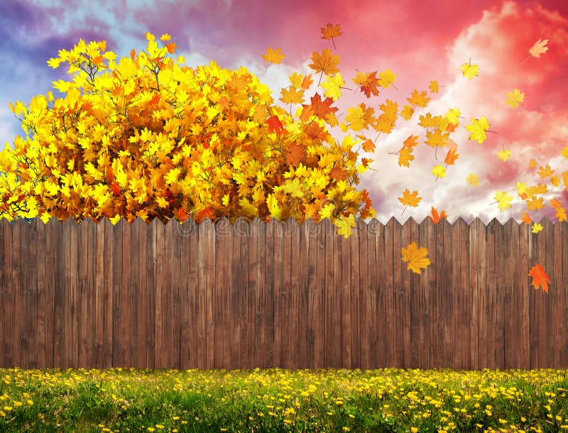 An Autumn Maple Tree at Backyard Stock Image - Image of fantasy, picket ...