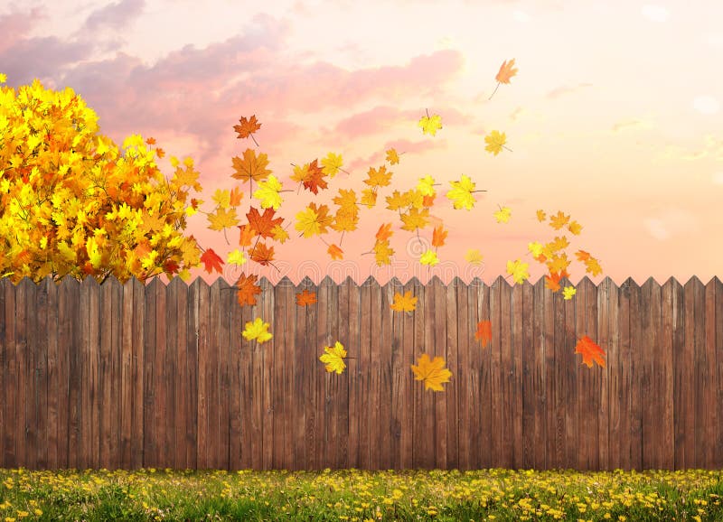 An Autumn Maple Tree at Backyard Stock Photo - Image of wall, orange ...