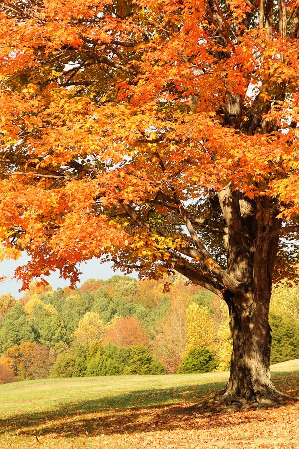 Autumn Maple Tree stock image. Image of landscape, maple - 33671137