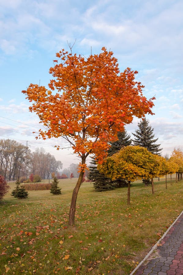 Autumn maple tree. stock photo. Image of nature, autumn - 33999268