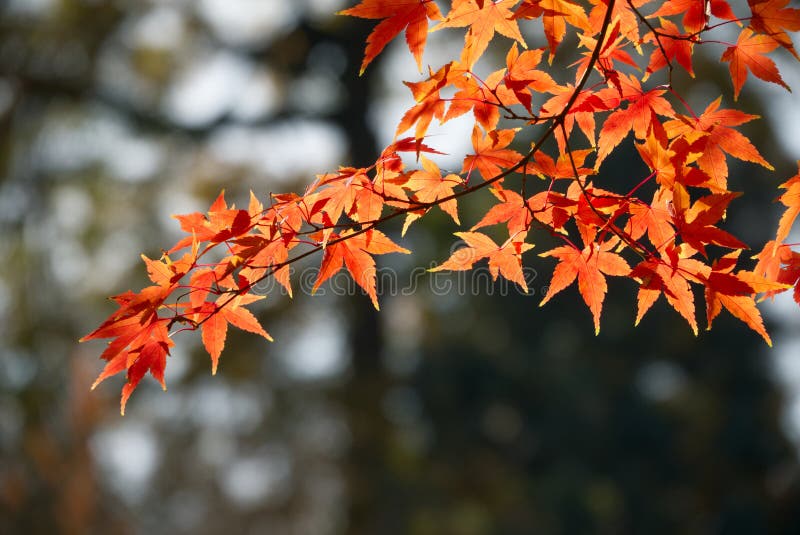 Autumn Maple Tree Branches, Red Maple Leaves, Sunshine in Fall, Foliage ...