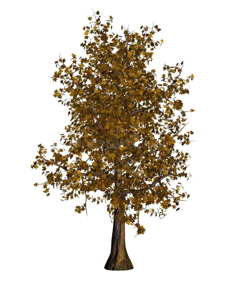 Autumn Maple tree stock illustration. Illustration of tree - 78152127
