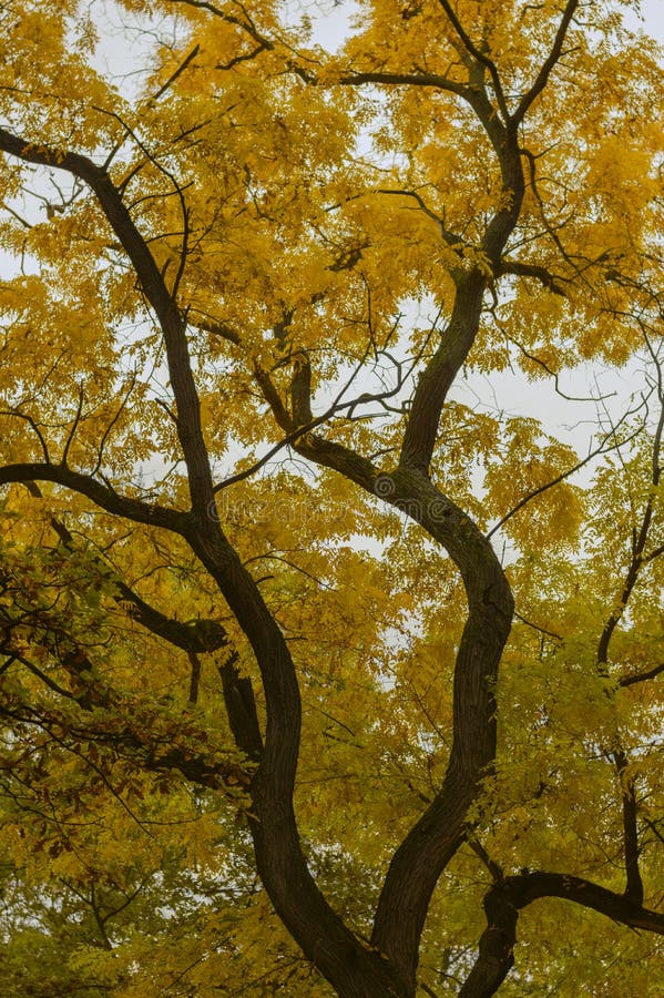 Maple Tree in an European Urban Park Stock Image - Image of urban ...