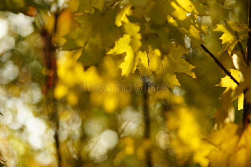 Autumn Maple Tree with Green and Golden Leaves in Sunny Forest Stock ...