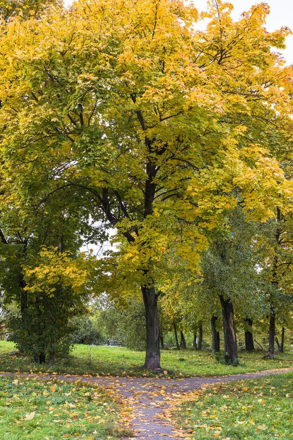 Autumn Maple Tree at the Intersection of Two Paths Stock Image - Image ...