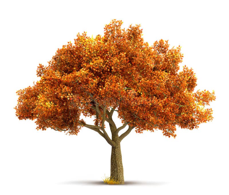 Autumn maple tree isolated stock image. Illustration of season - 130218177