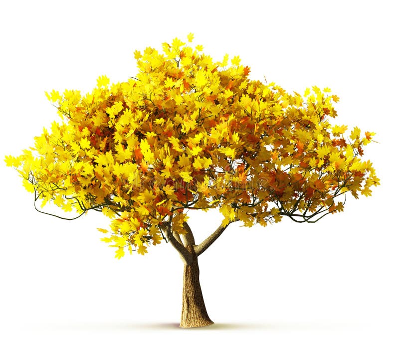 Autumn maple tree stock illustration. Illustration of fall - 56305287