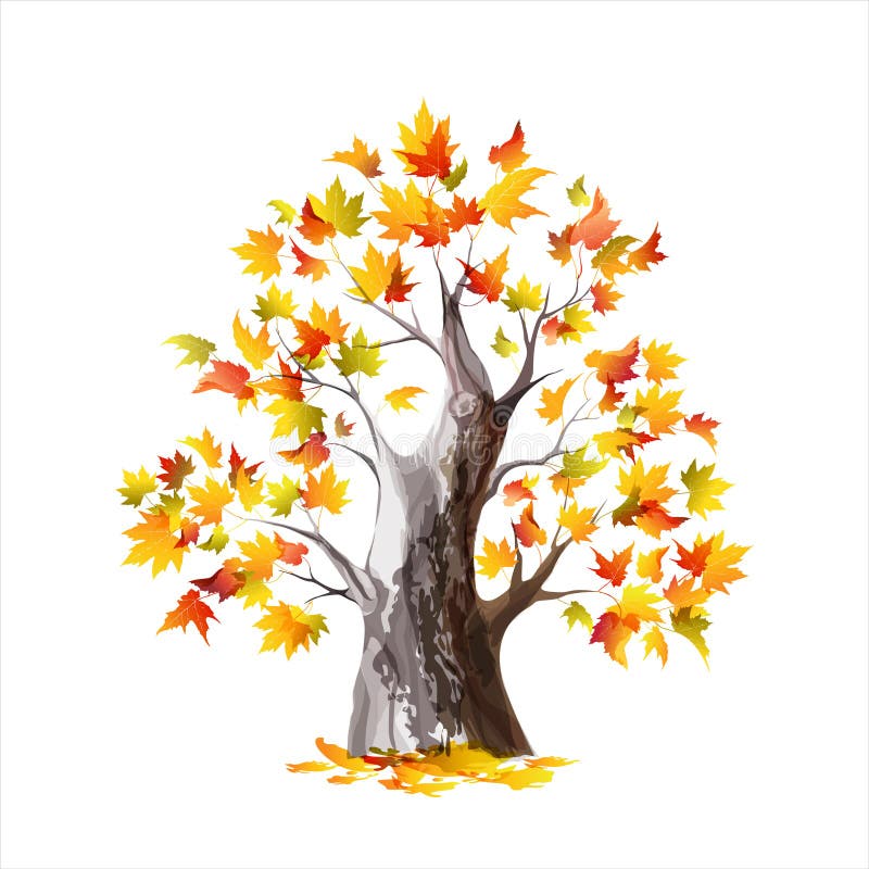 Autumn maple tree branches stock vector. Illustration of deciduous ...