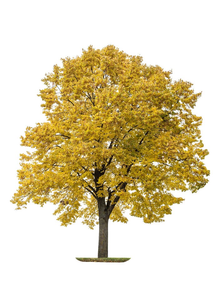 Autumn Maple Tree Isolated White Background Stock Image - Image of ...