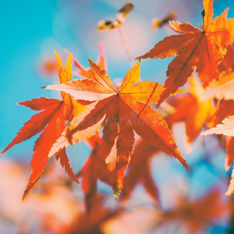 Autumn maple tree leaves stock image. Image of fall - 156825911