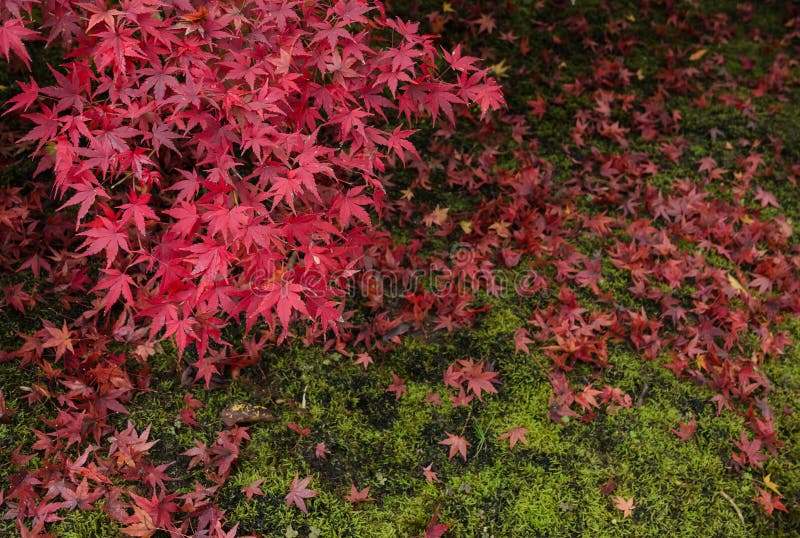 Autumn Maple Tree with Red Fallen Leaves on Grass in Japan Stock Image ...