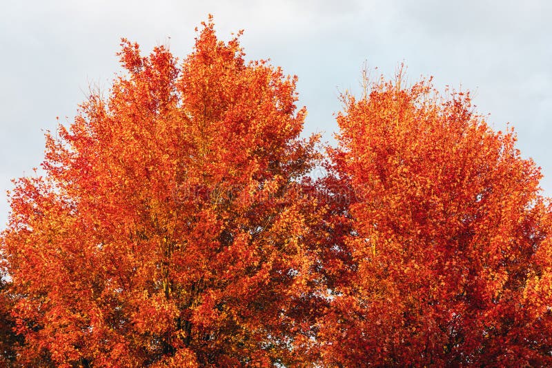 Autumn Maple Tree on Sky Background. Leaves Changing Colors in Fall ...